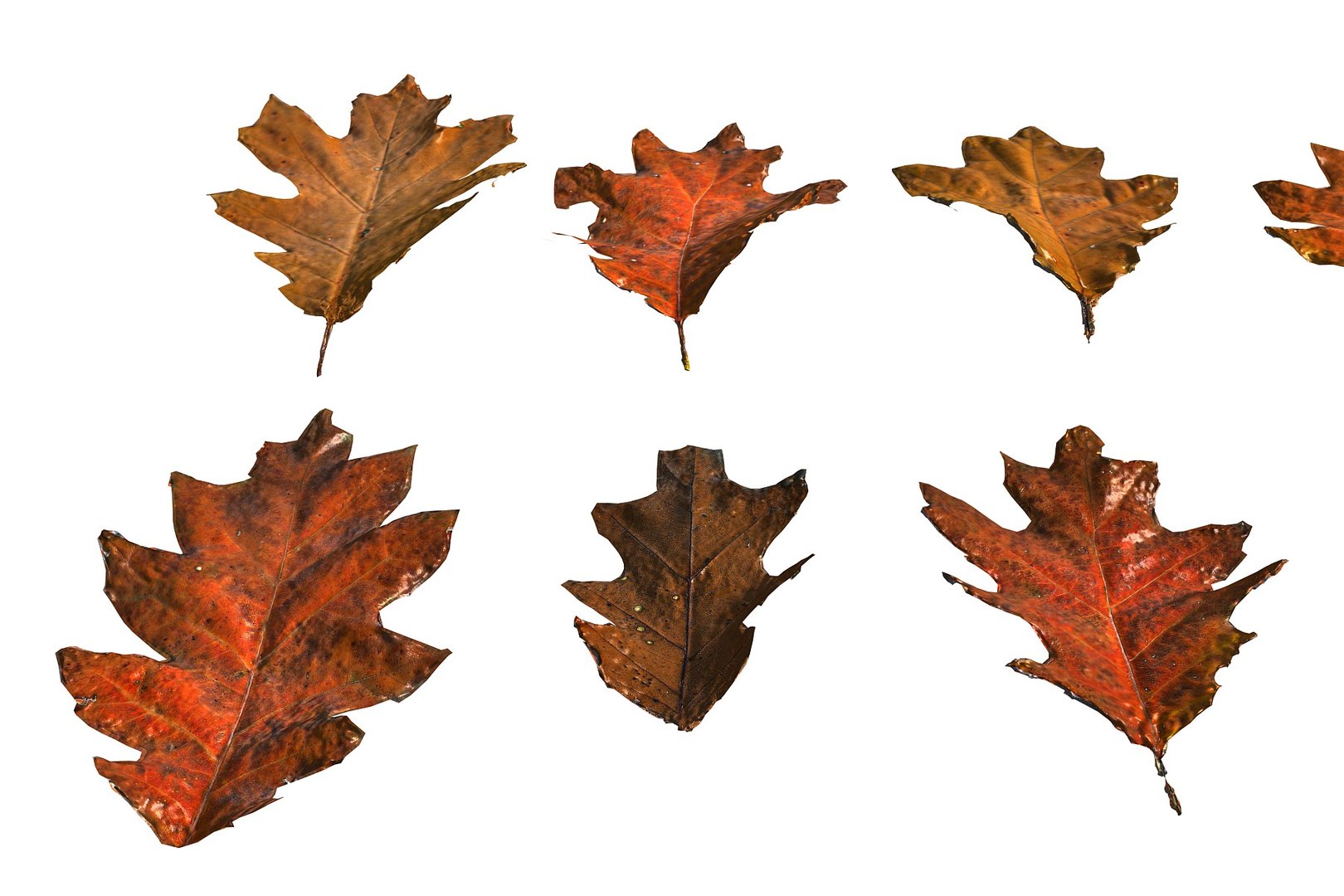 Autumn Leaves Scan Pack 3D Model - TurboSquid 1340303