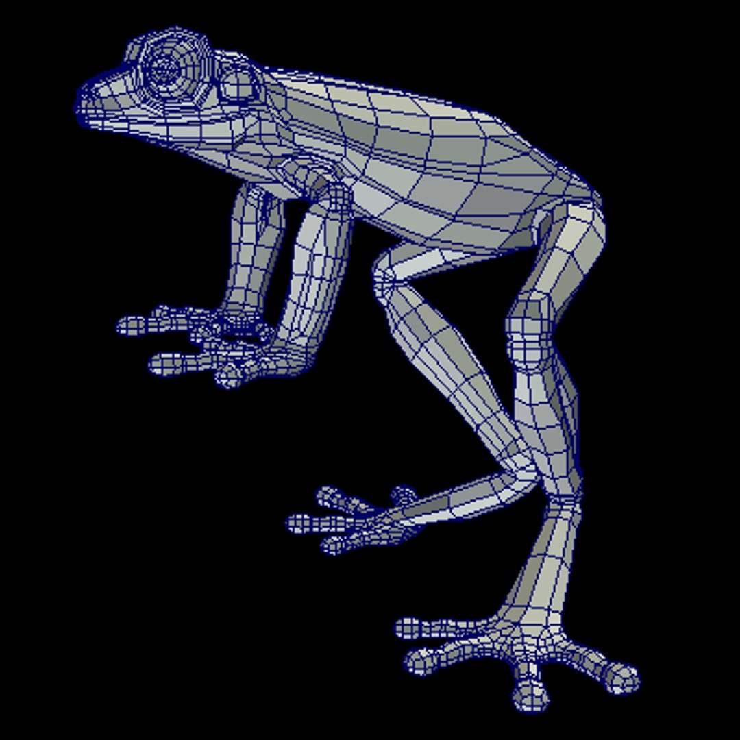 Frog 3d Model