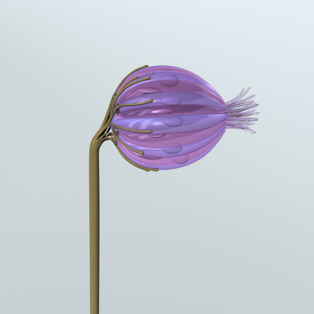 Human Tongue Taste Buds 3d Max