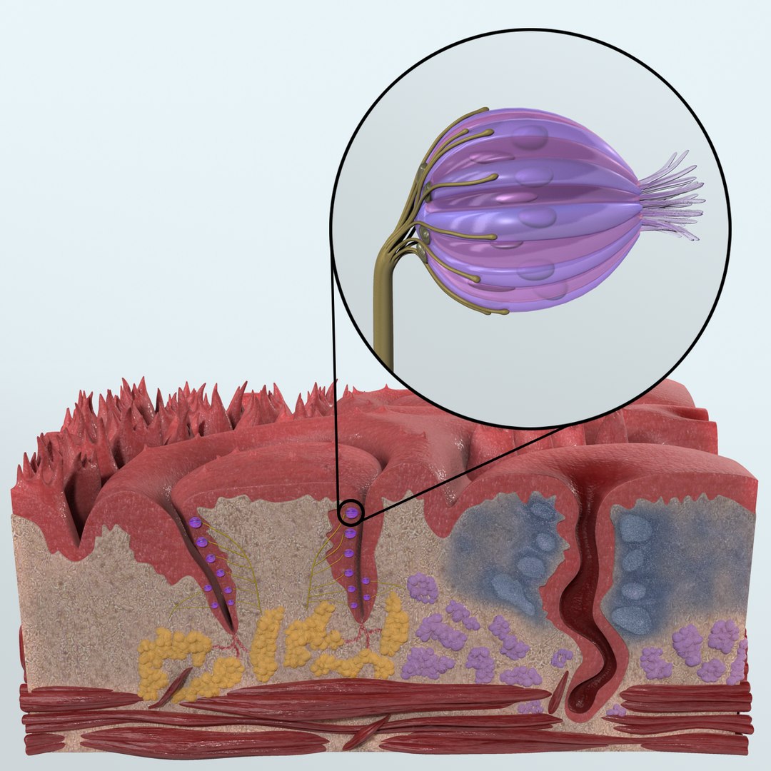 Human Tongue Taste Buds 3d Max