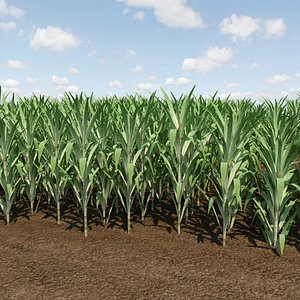 Sugarcane 3D Models for Download | TurboSquid