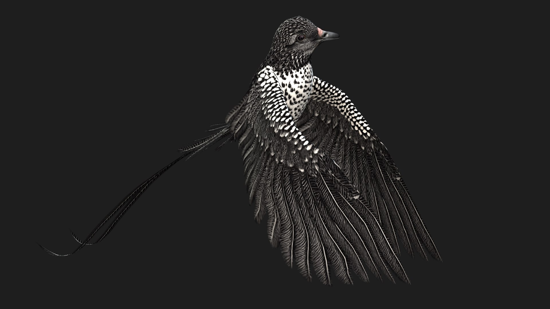 Pheasant Bird-B7 3D - TurboSquid 2436710