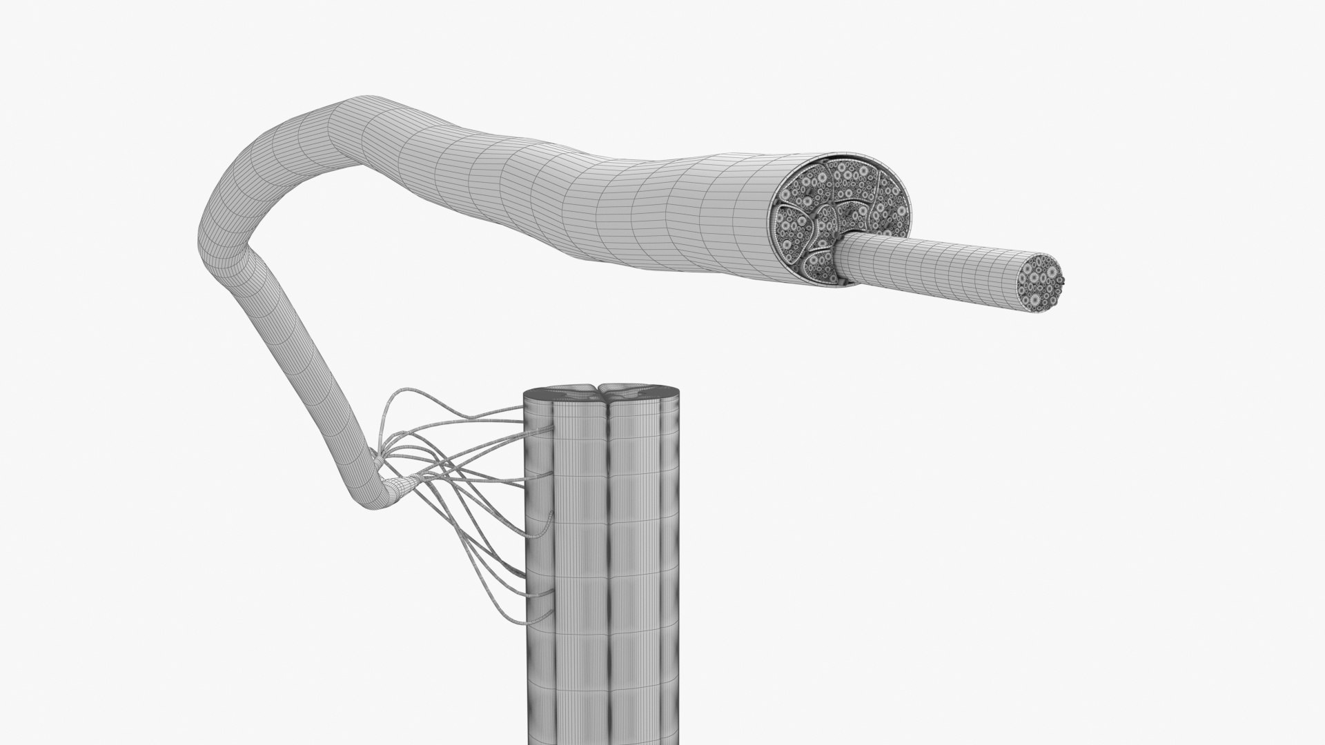 3D Nerve Anatomy Model - TurboSquid 1430996