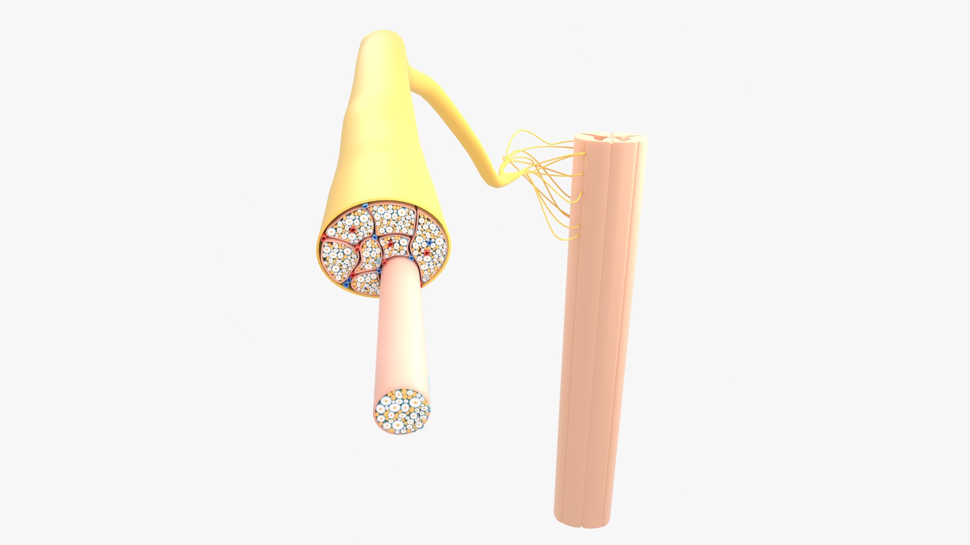 3D Nerve Anatomy Model - TurboSquid 1430996