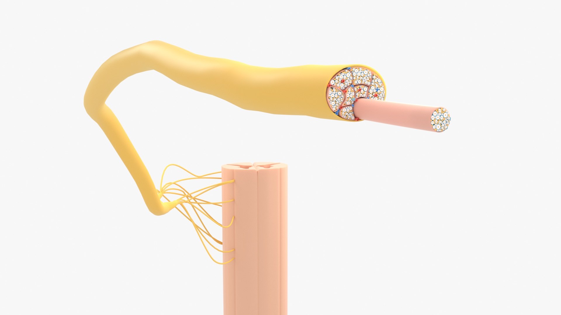 3D Nerve Anatomy Model - TurboSquid 1430996