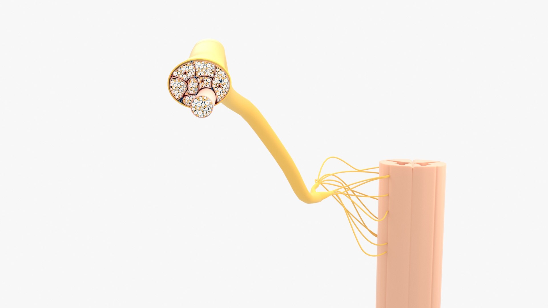 3D Nerve Anatomy Model - TurboSquid 1430996