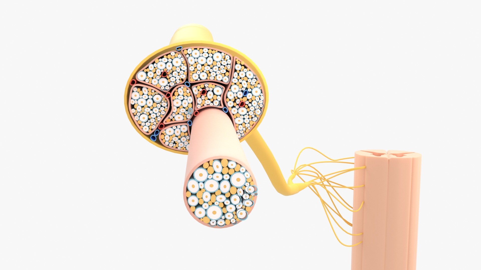 3D Nerve Anatomy Model - TurboSquid 1430996