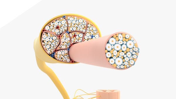 3D nerve anatomy model - TurboSquid 1430996