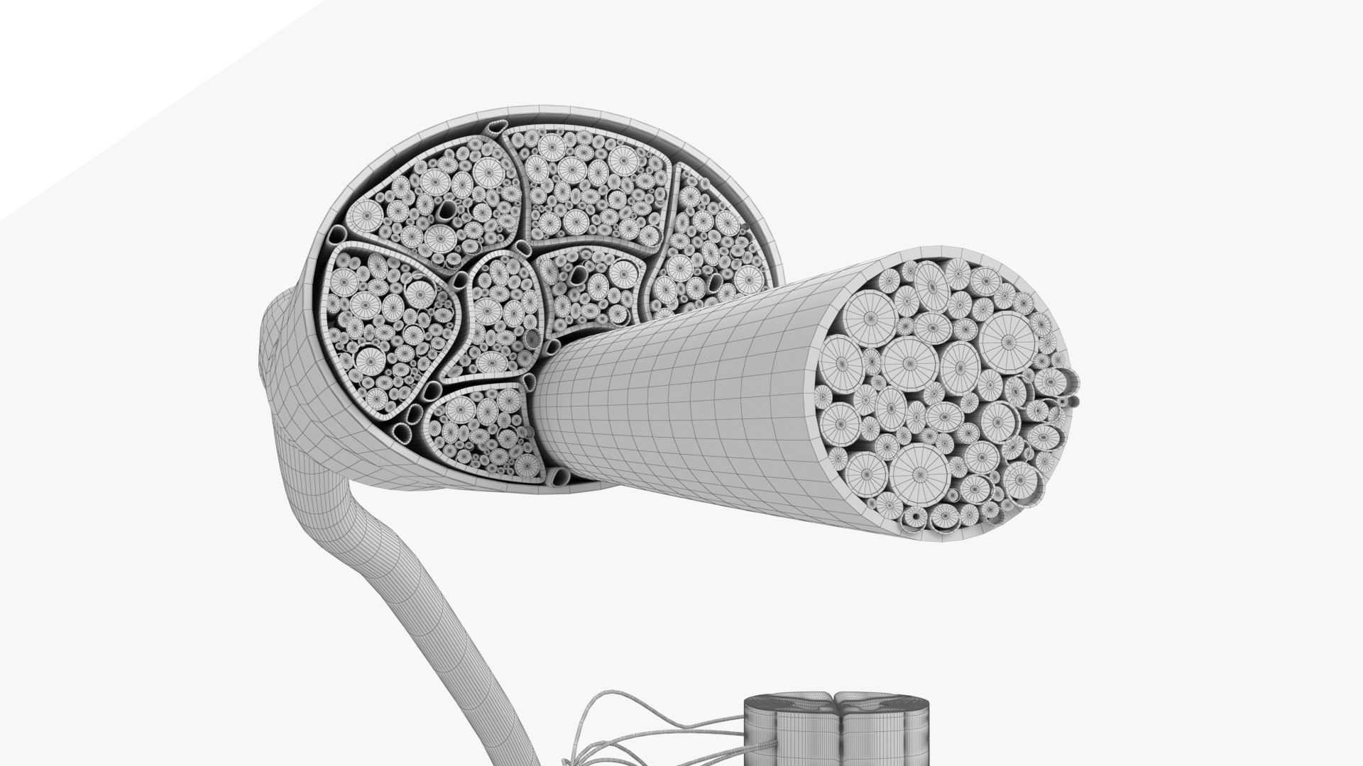 3D Nerve Anatomy Model - TurboSquid 1430996