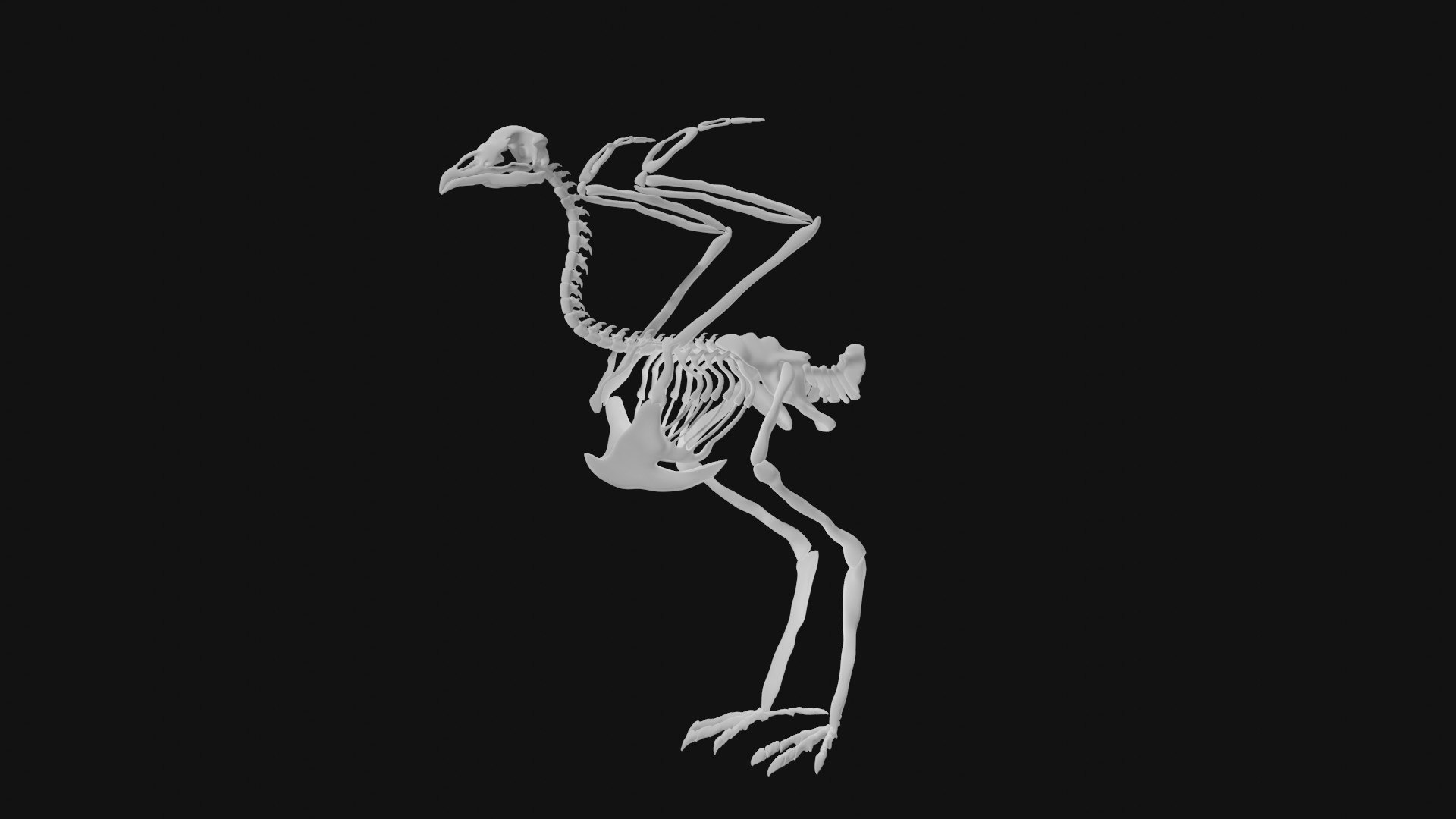 Peacock Skeleton Model - TurboSquid 1990990