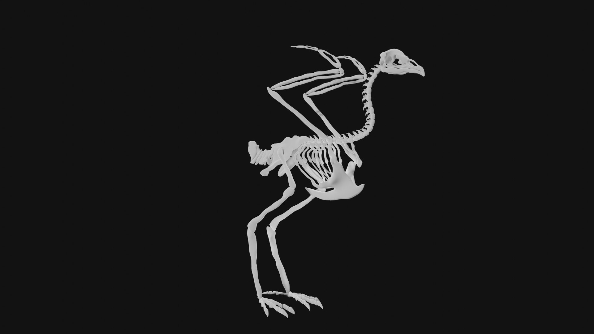 Peacock Skeleton Model - TurboSquid 1990990