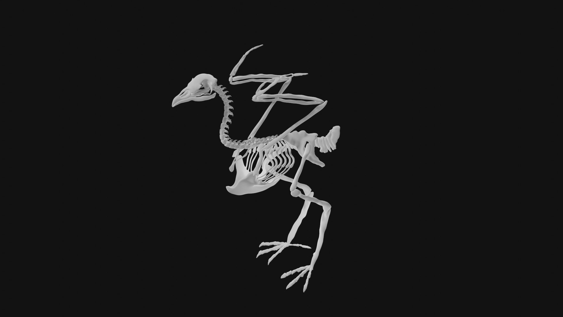 Peacock Skeleton Model - TurboSquid 1990990