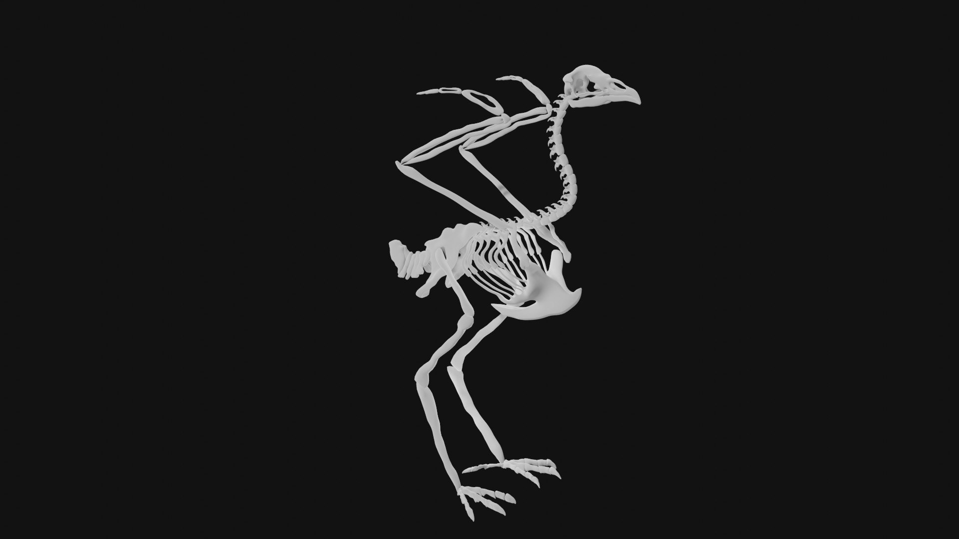 Peacock Skeleton Model - TurboSquid 1990990
