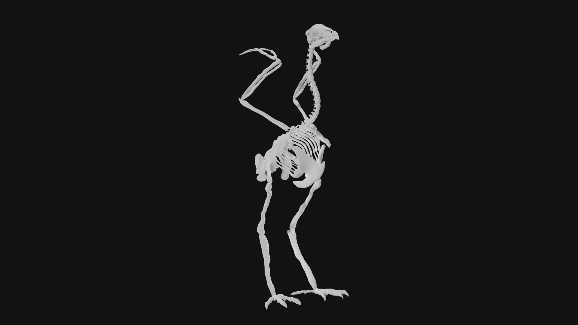 Peacock Skeleton Model - TurboSquid 1990990
