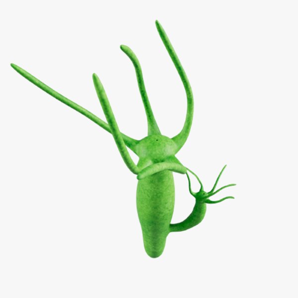 Budding-Animation 3D 모델 - TurboSquid 2014607