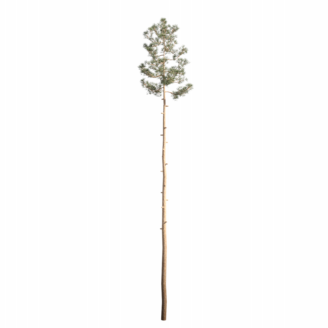 Mast pine 3D - TurboSquid 1563071