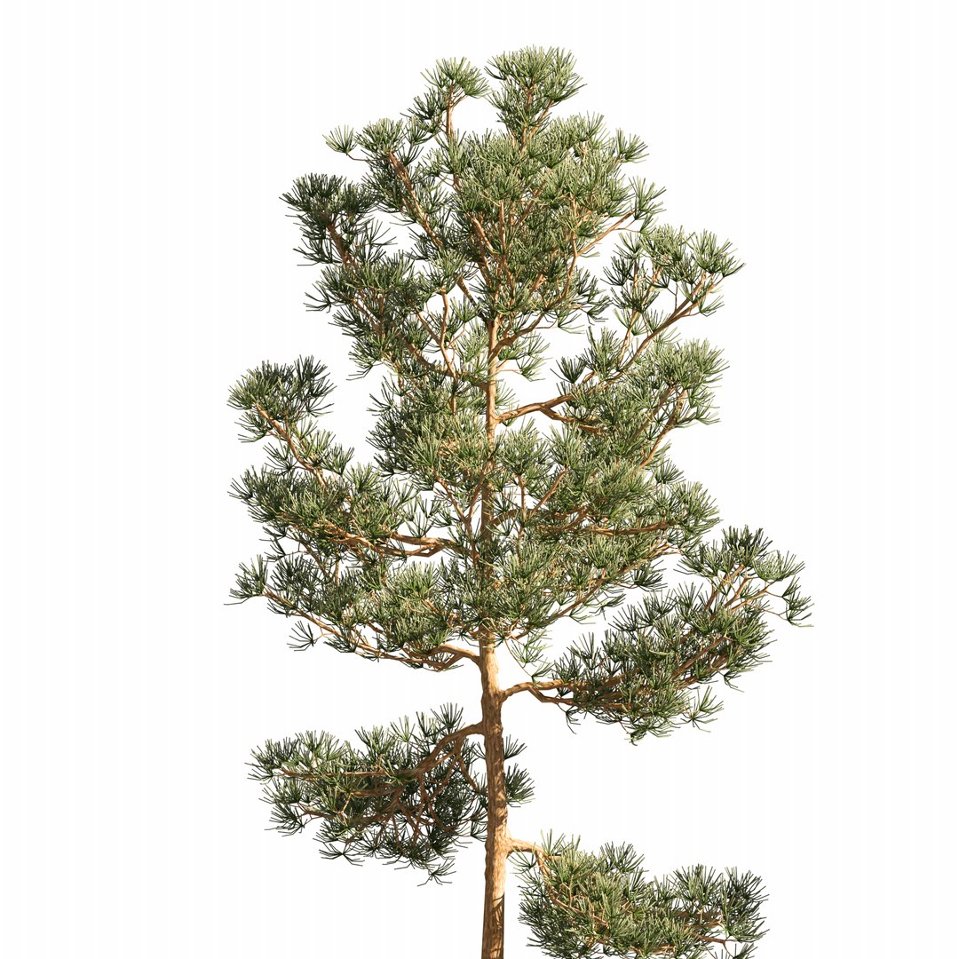 Mast pine 3D - TurboSquid 1563071