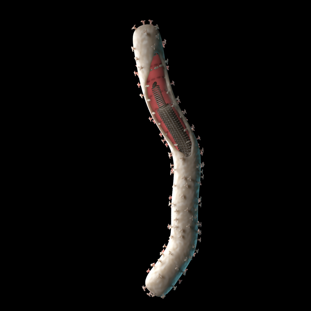 3d model ebola virus structure