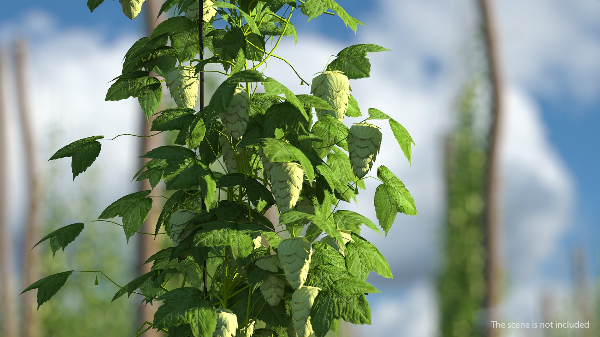Green Growing Hops Plant 3D Model - TurboSquid 1441054