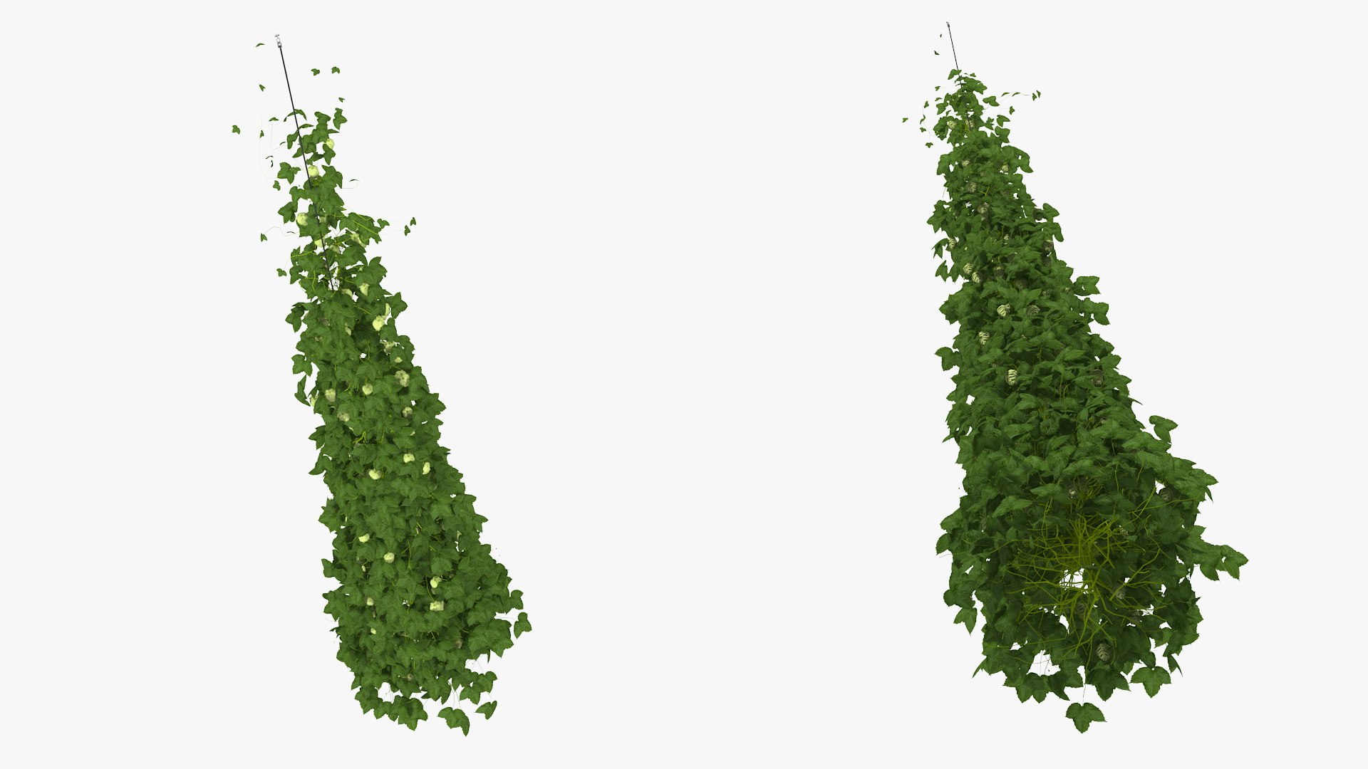 Green Growing Hops Plant 3D Model - TurboSquid 1441054