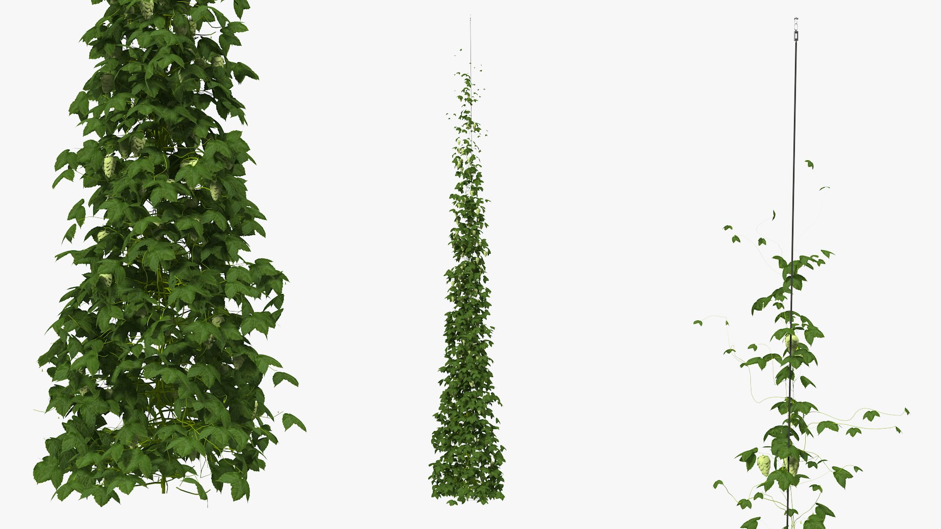 Green Growing Hops Plant 3D Model - TurboSquid 1441054