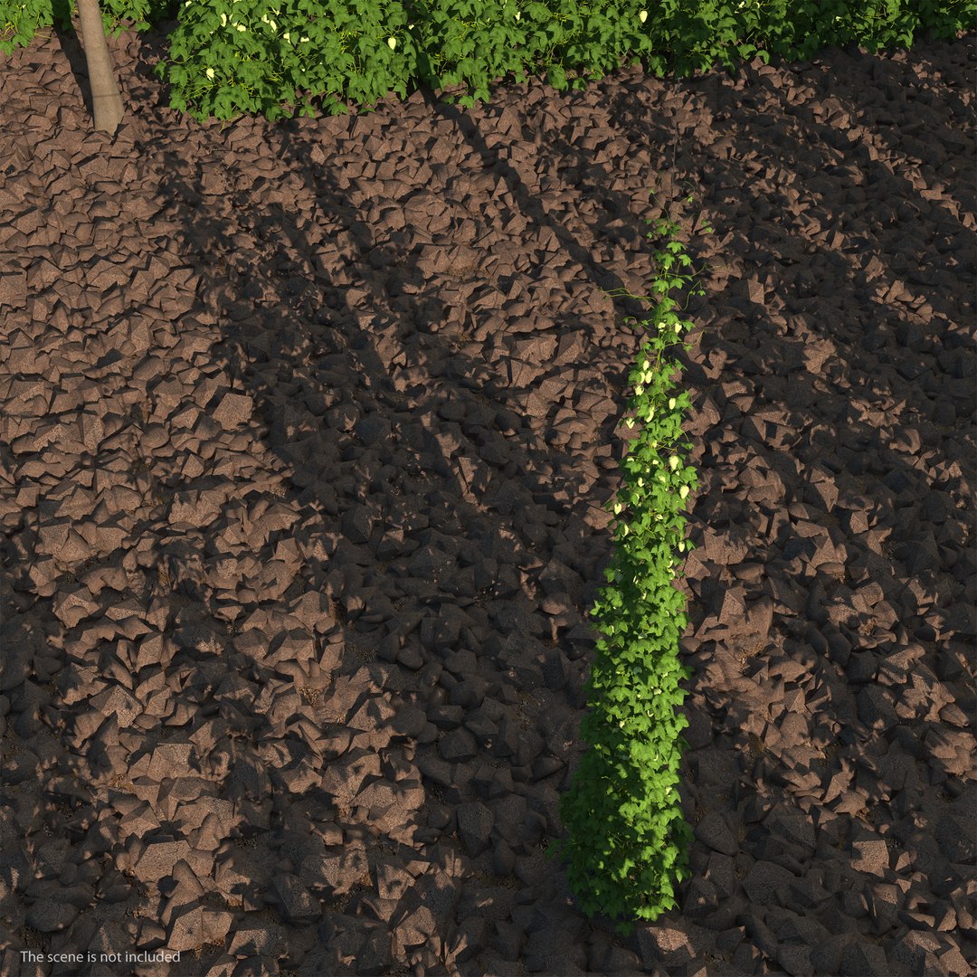 Green Growing Hops Plant 3D Model - TurboSquid 1441054