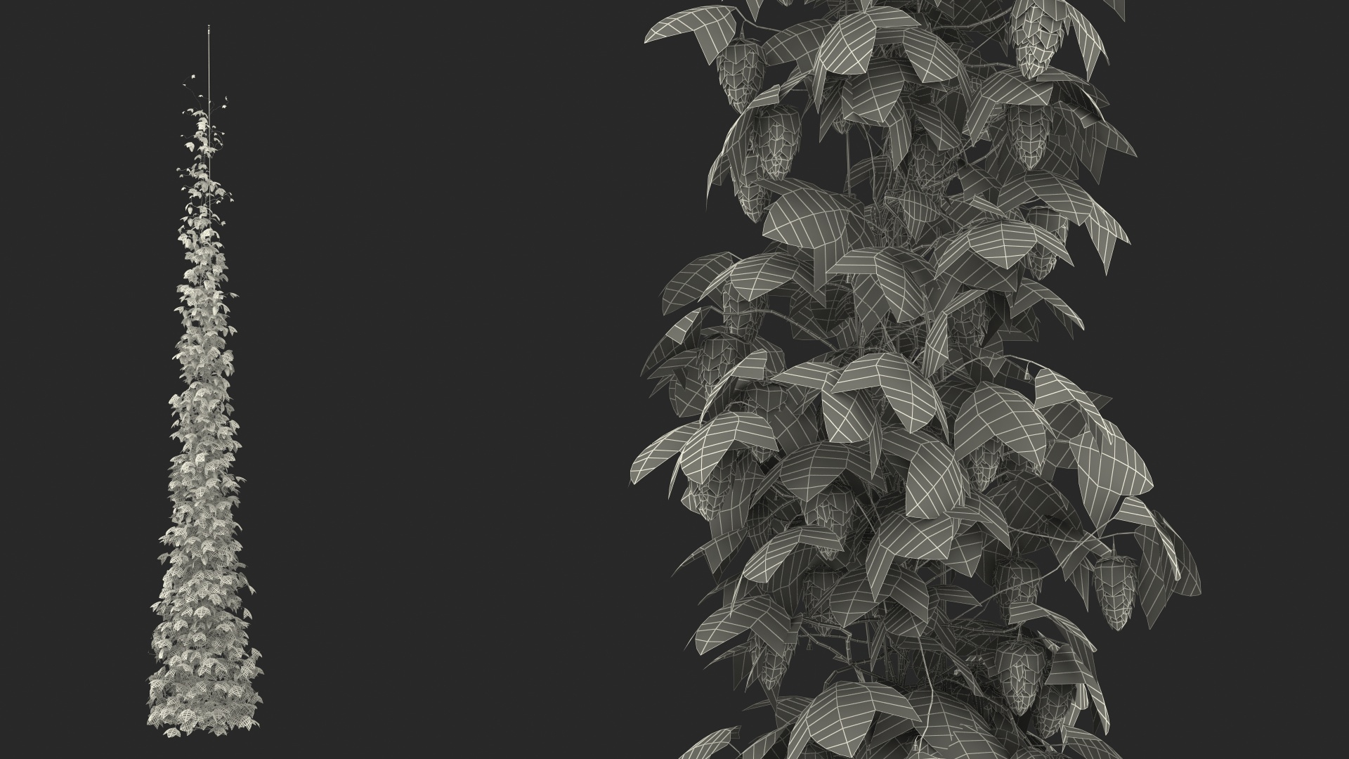 Green Growing Hops Plant 3D Model - TurboSquid 1441054