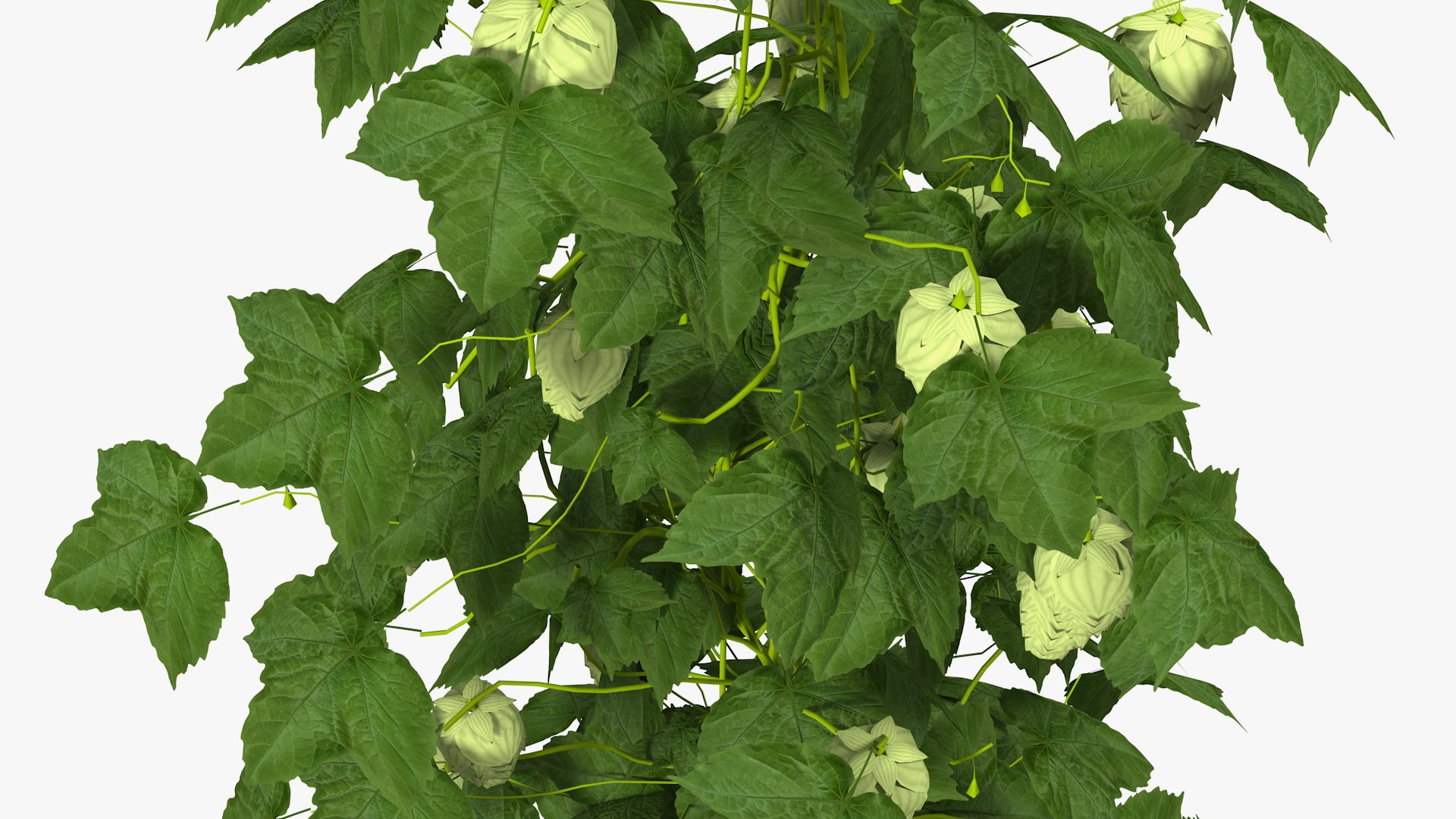 Green Growing Hops Plant 3D Model - TurboSquid 1441054