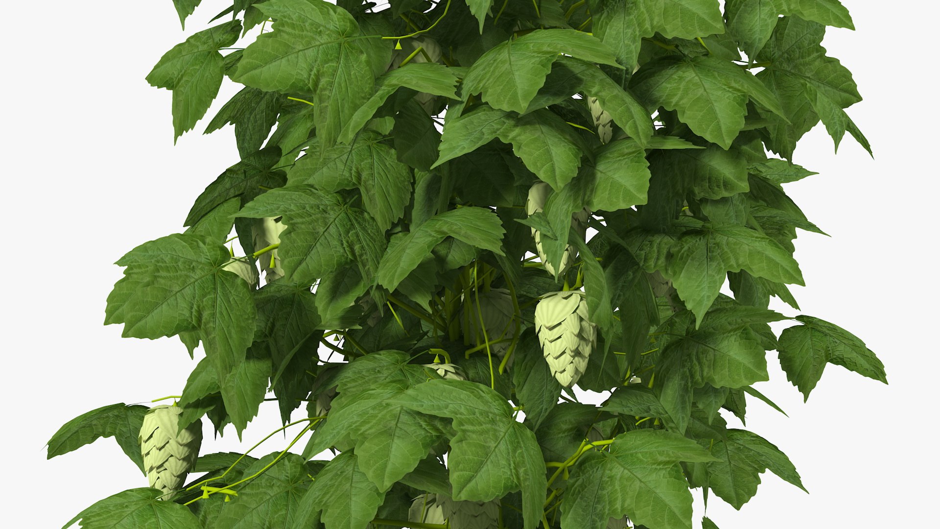 Green Growing Hops Plant 3D Model - TurboSquid 1441054