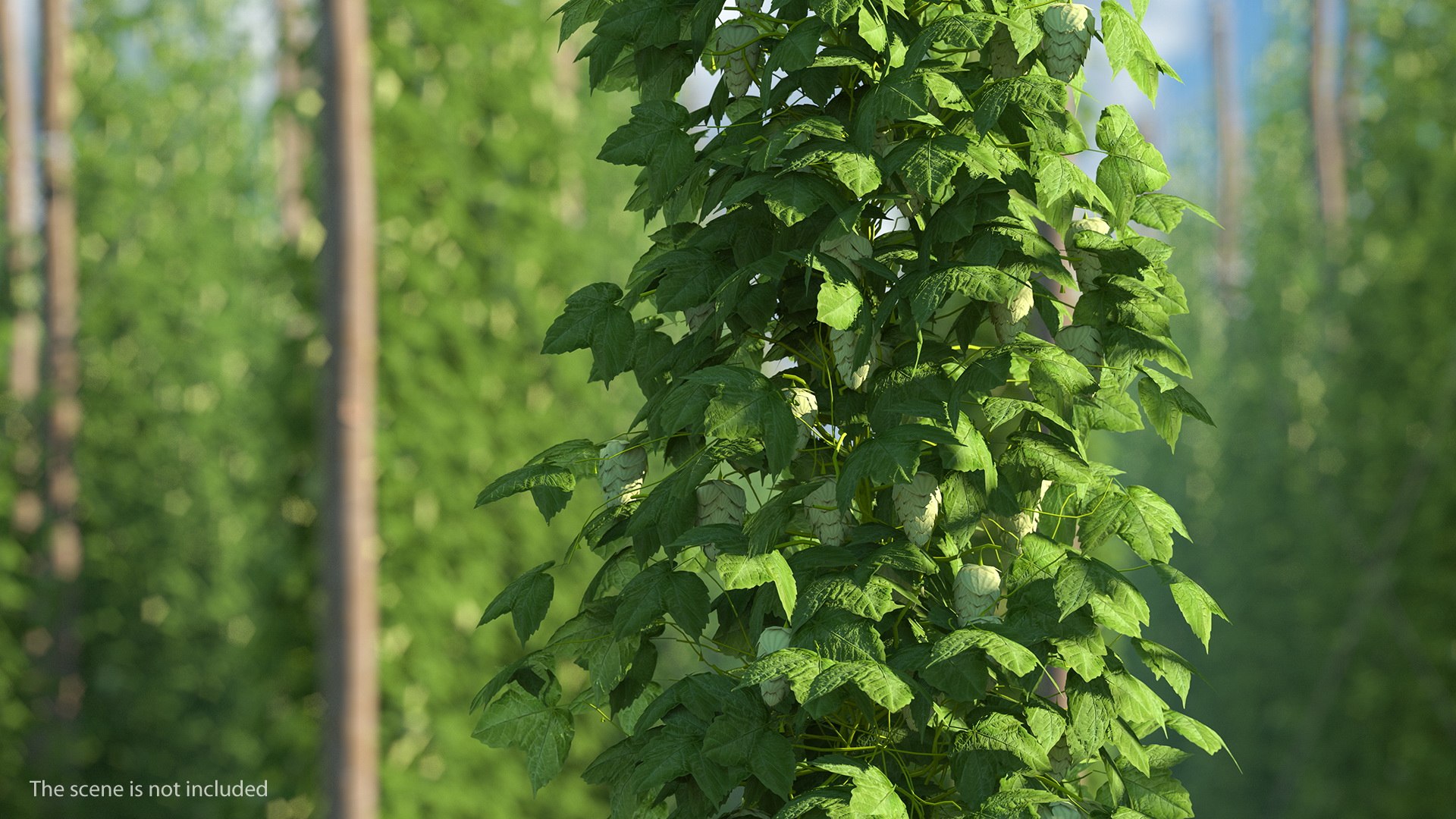 Green growing hops plant 3D model - TurboSquid 1441054