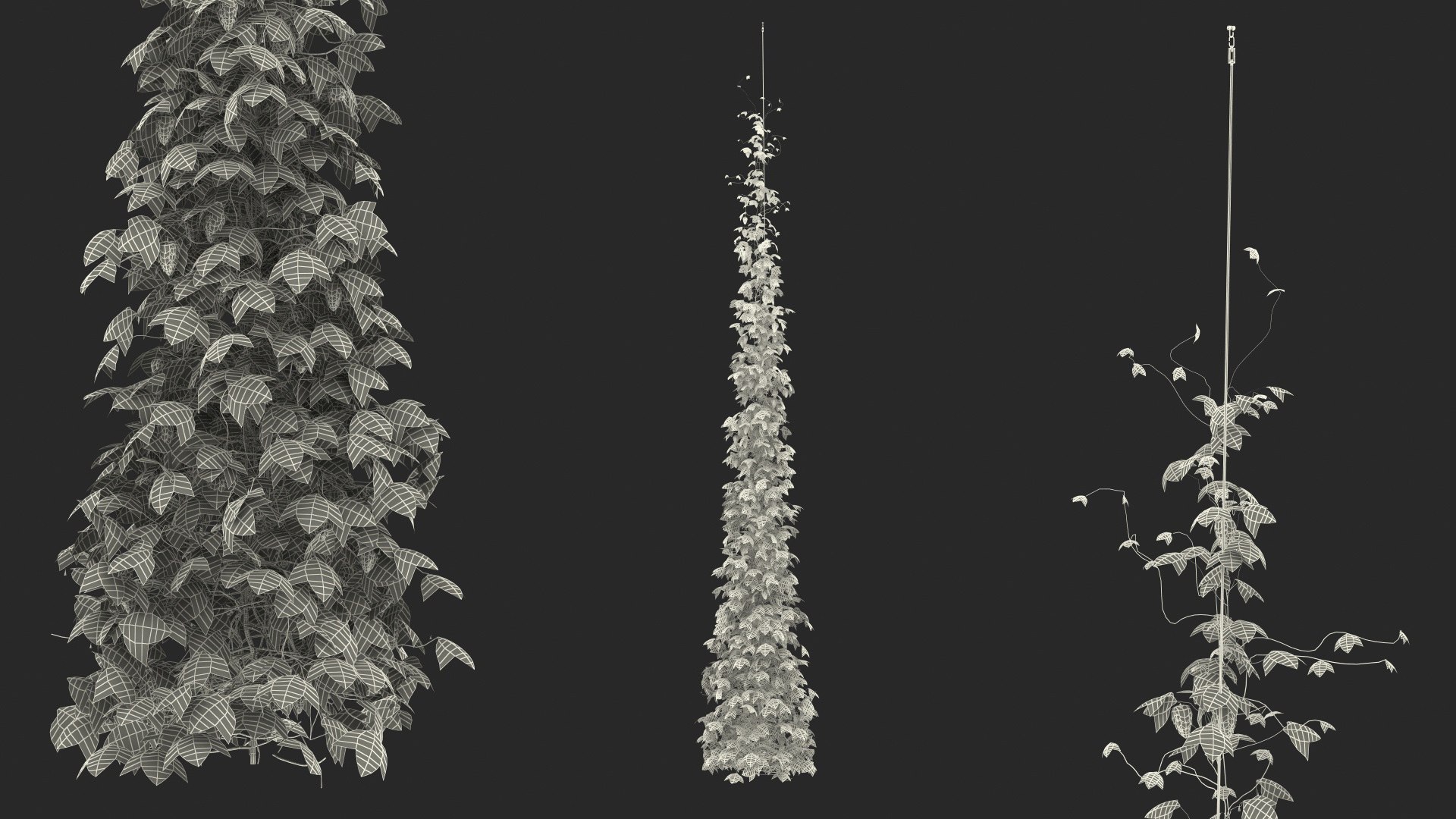 Green growing hops plant 3D model - TurboSquid 1441054