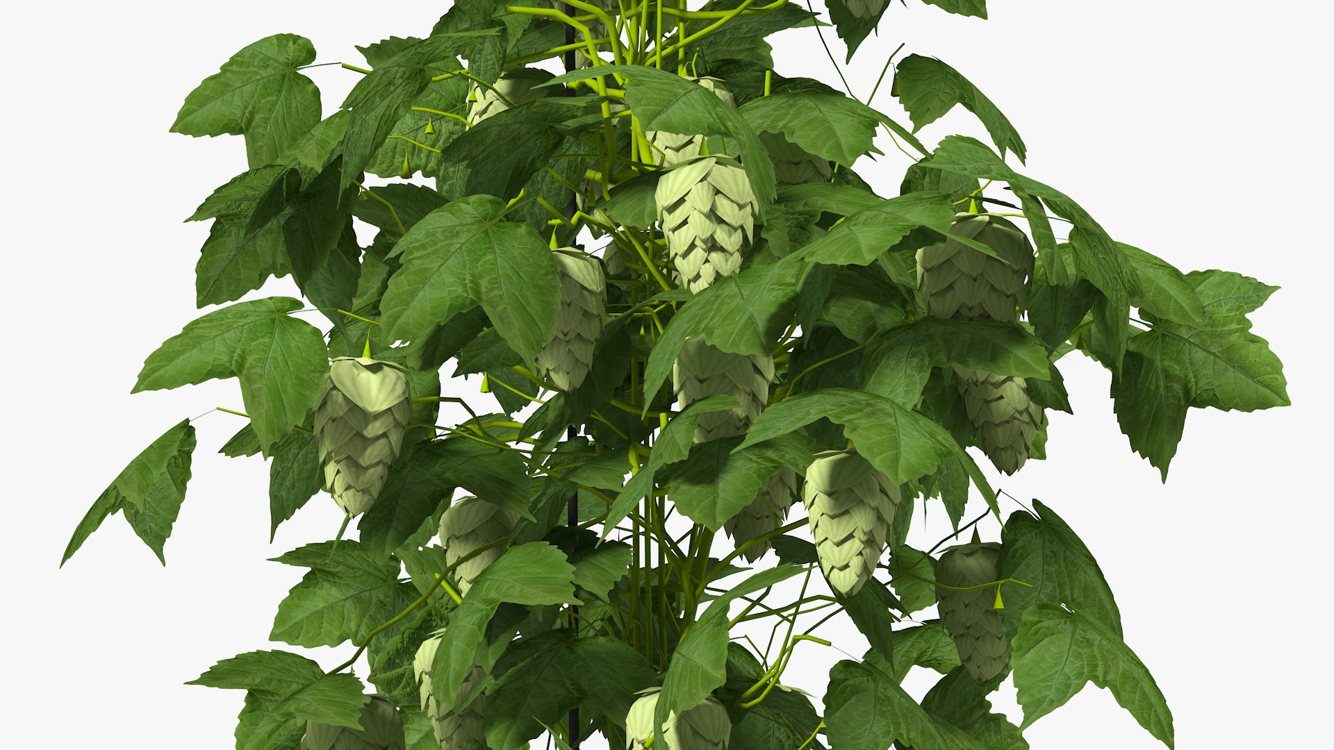 Green Growing Hops Plant 3D Model - TurboSquid 1441054