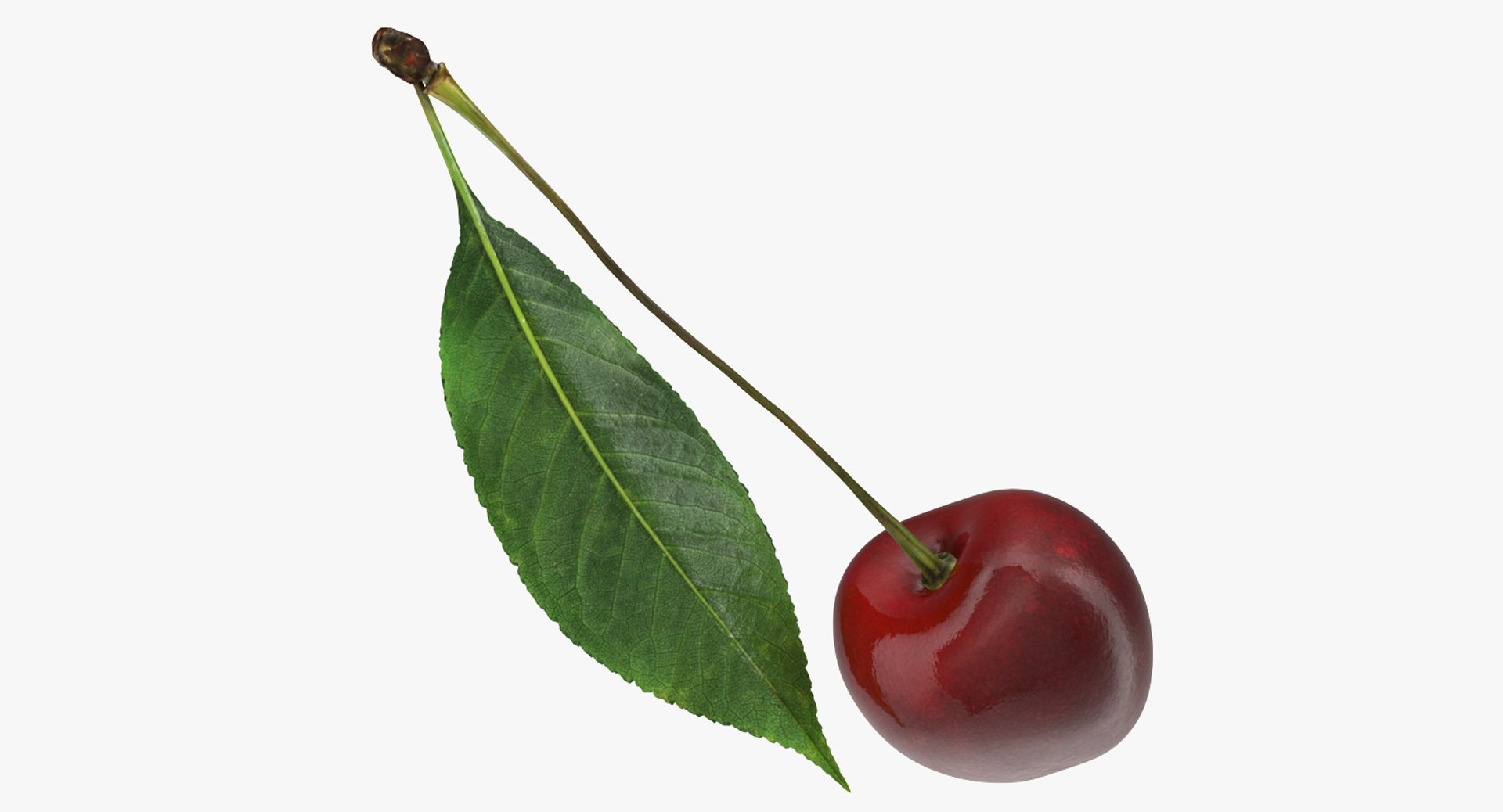 Cherry Leaf 3D Model - TurboSquid 1199610