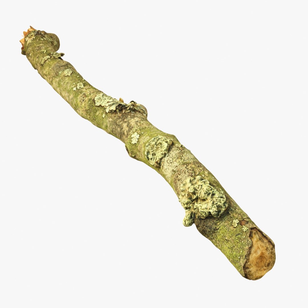 3D Realistic Branch 01 Model - TurboSquid 1217343