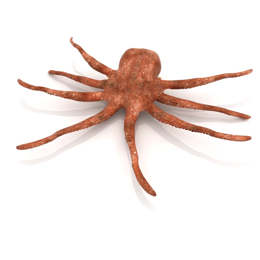 3d model octopus cephalopod mollusc