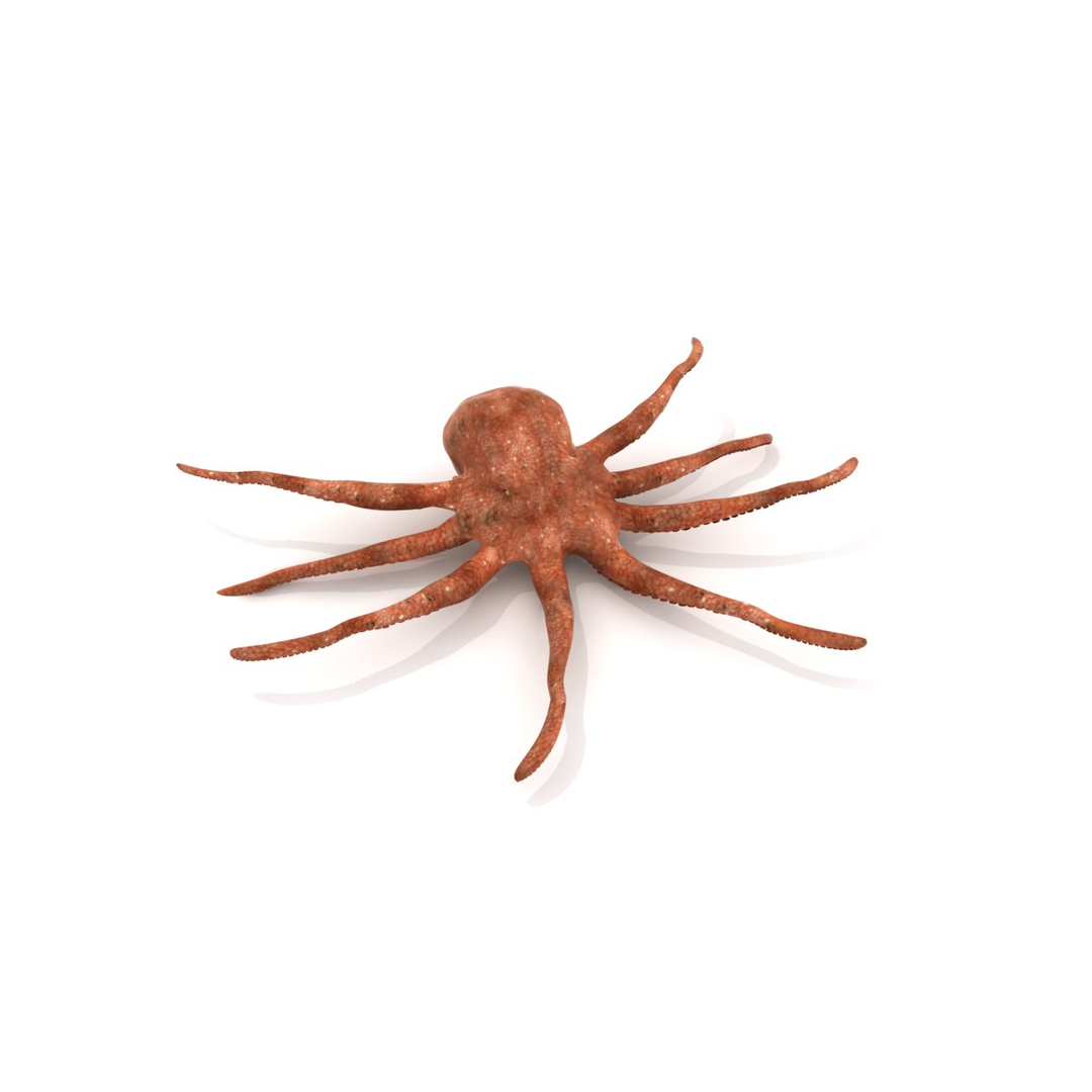 3d model octopus cephalopod mollusc