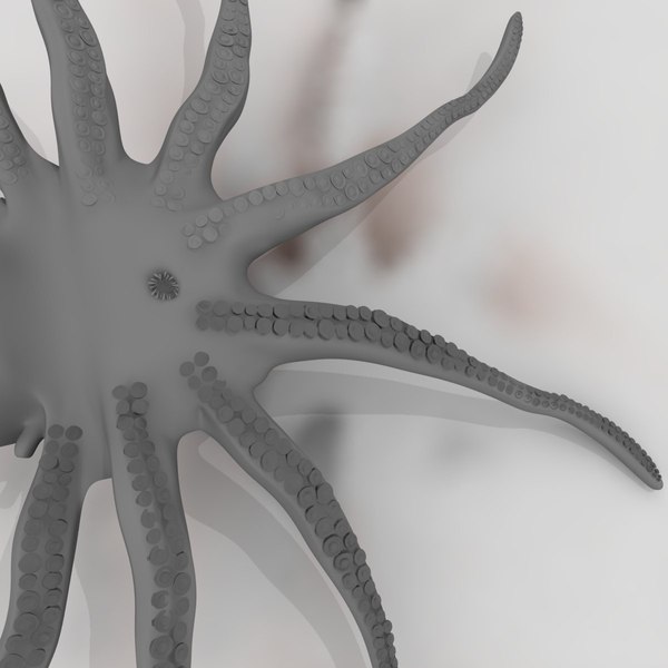 3d model octopus cephalopod mollusc
