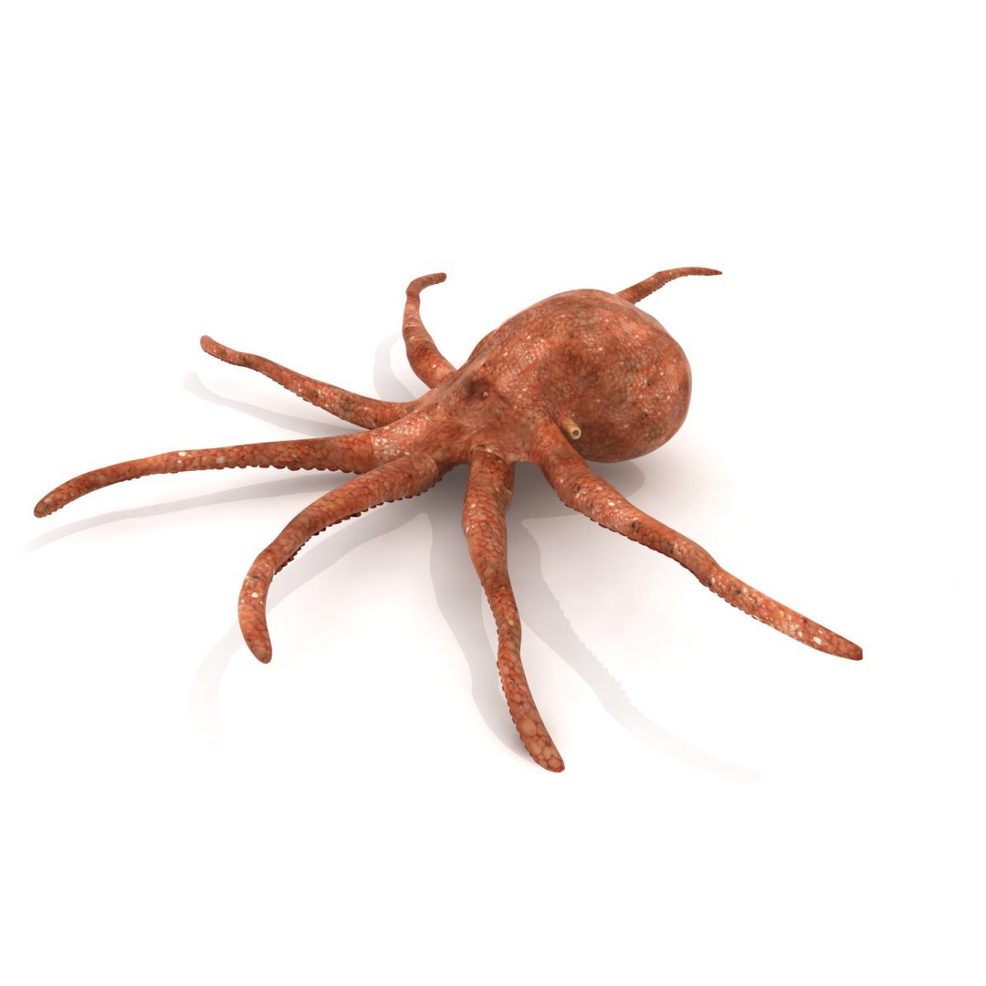 3d model octopus cephalopod mollusc