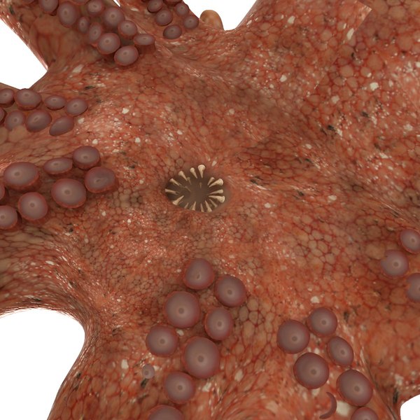 3d model octopus cephalopod mollusc