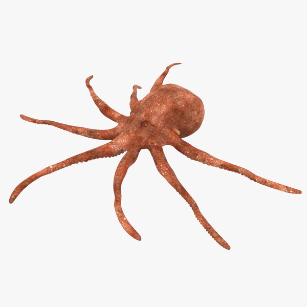 3d model octopus cephalopod mollusc