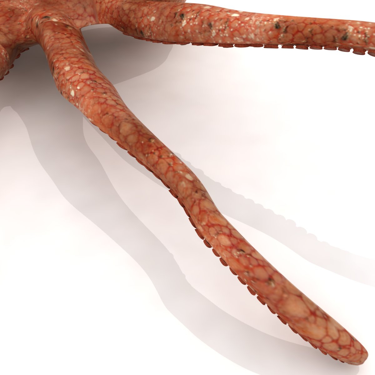 3d model octopus cephalopod mollusc