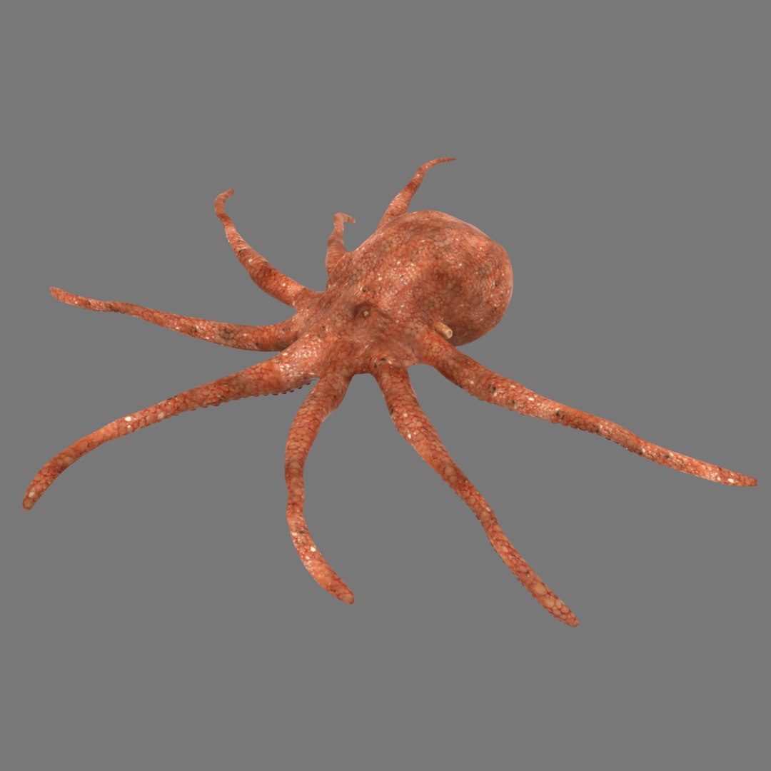 3d model octopus cephalopod mollusc
