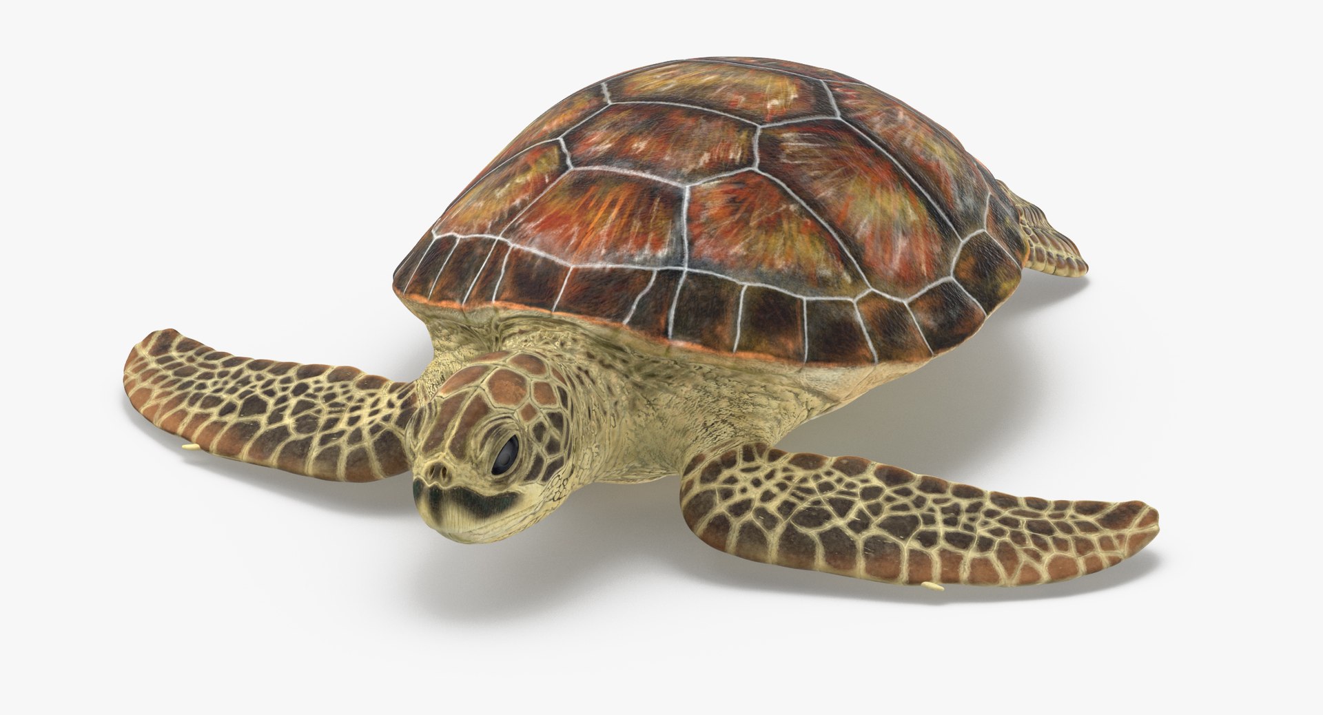 Sea Turtle Rigged 3d Model