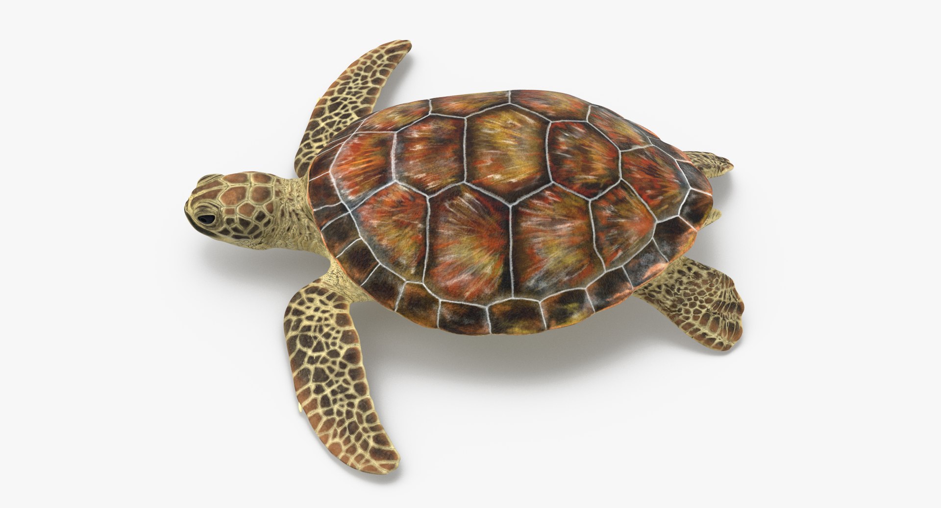Sea Turtle Rigged 3d Model