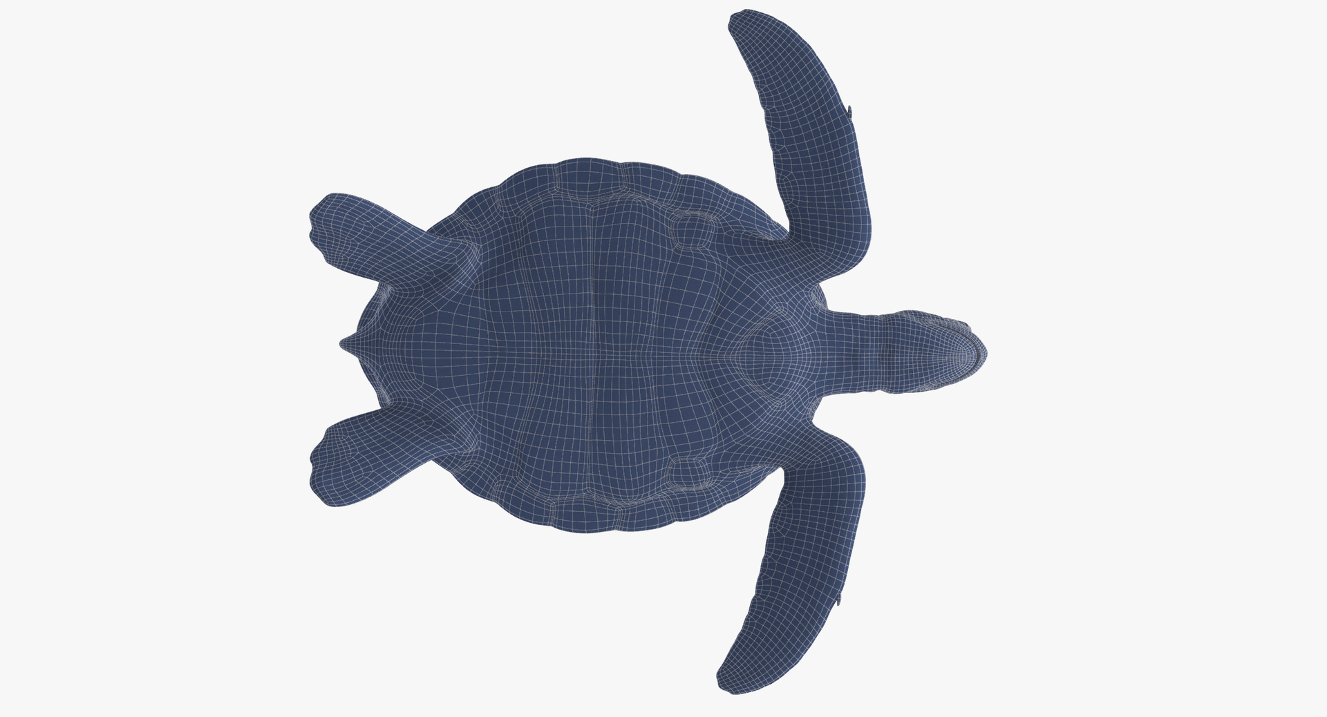sea turtle rigged 3d model
