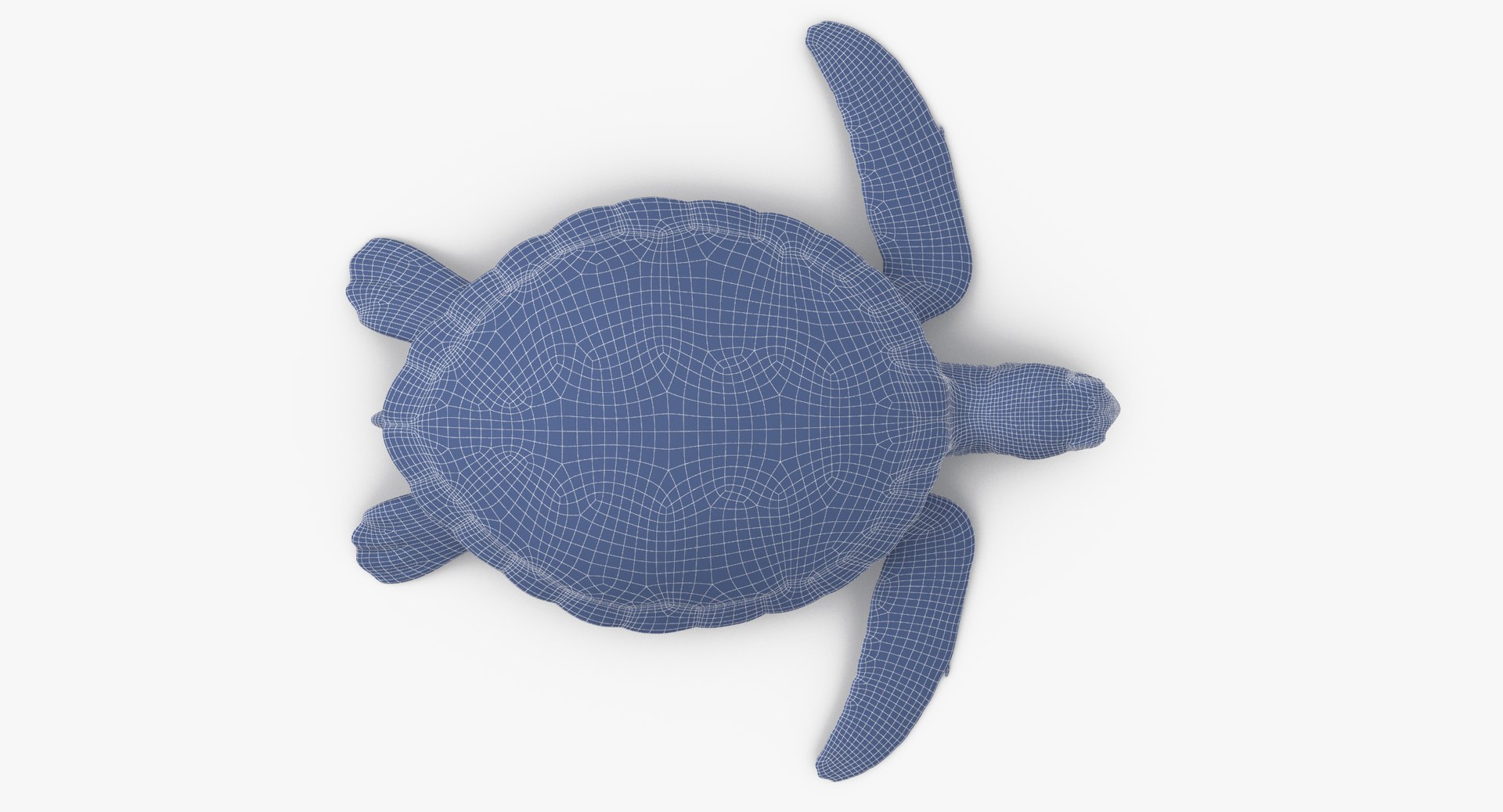 sea turtle rigged 3d model