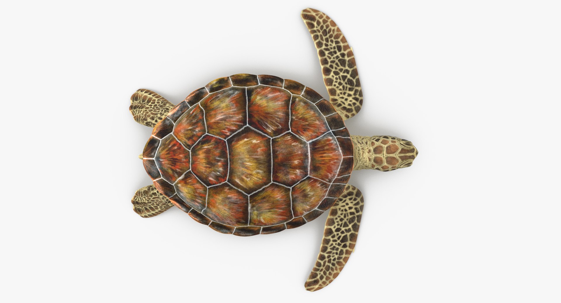 sea turtle rigged 3d model