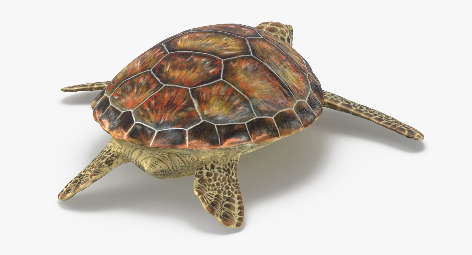 Sea Turtle Rigged 3d Model
