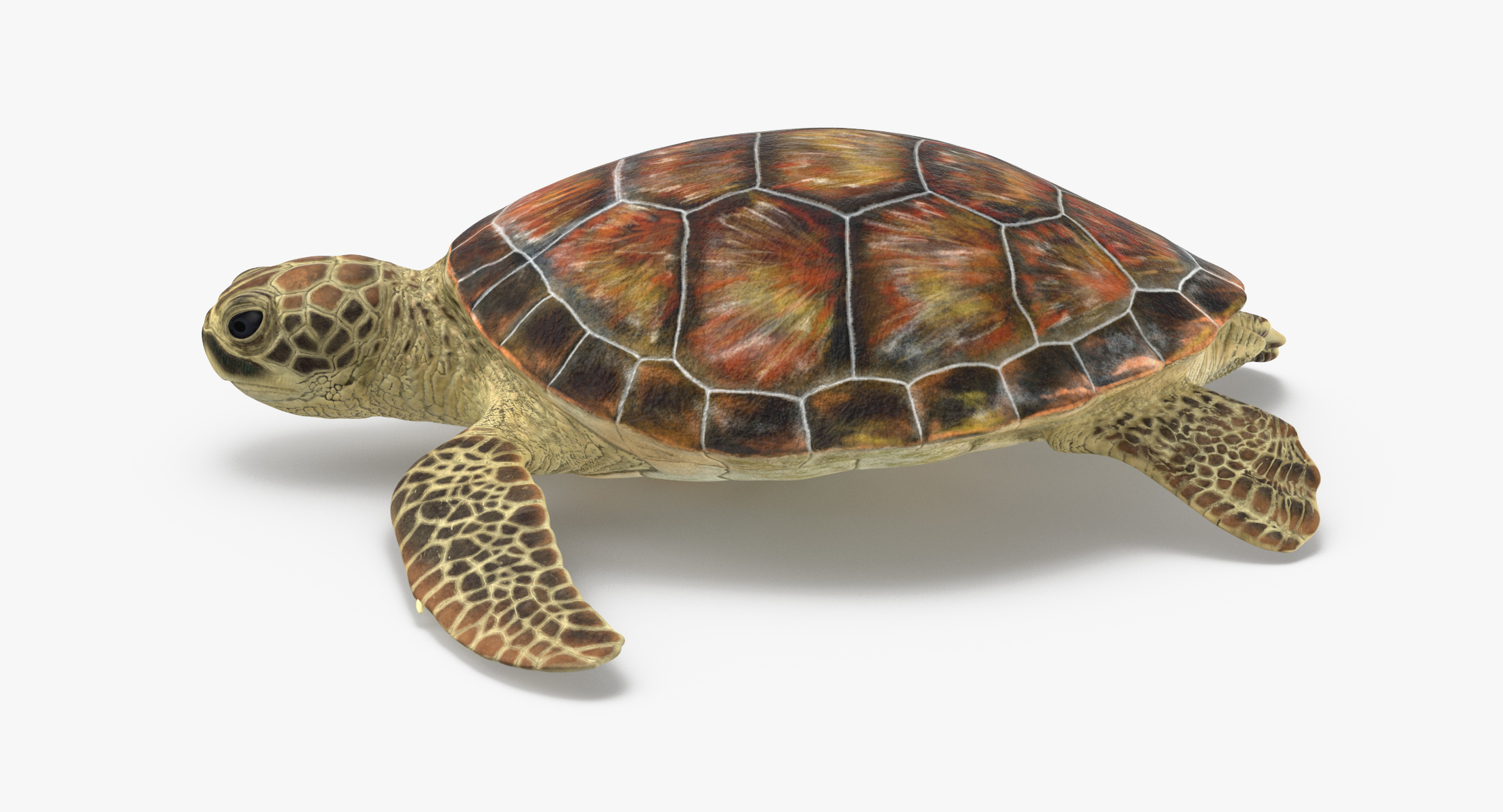 sea turtle rigged 3d model
