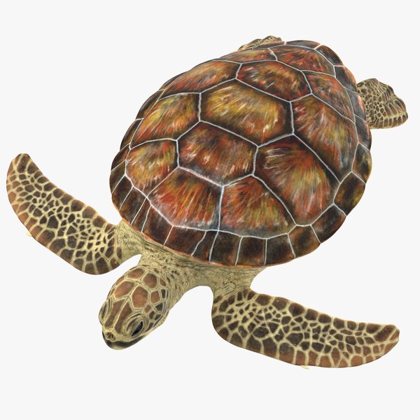 Turtle 3D Models for Download | TurboSquid